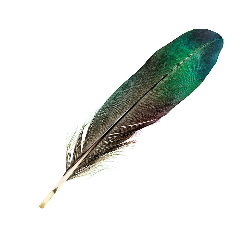 La Signification Des Plumes D couvrez Le Message Des Anges La Signification Des Plumes D couvrez Le Message Des Anges