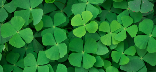 Qual é o amuleto da sorte do seu Signo?