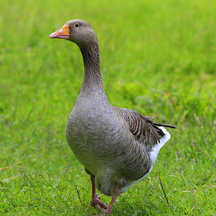 Animali totem: qual è il significato dell’oca?